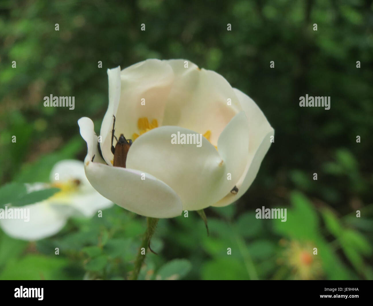 'Rosa spinosissima', commonly known as the burnet rose, is a species of ...