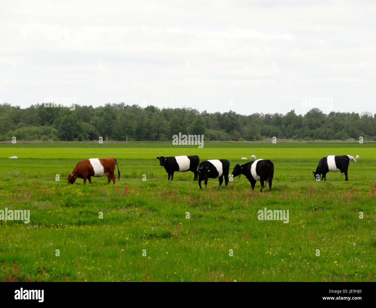 The image from May 2014 depicts Lakenvelder cattle in the Polder ...