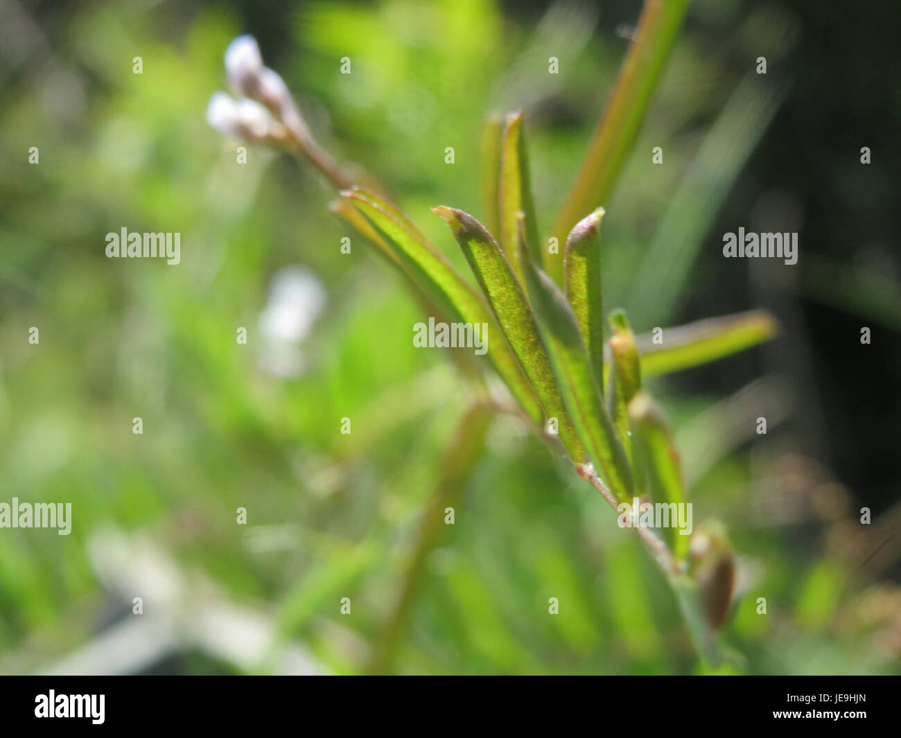Vicia, commonly known as vetch, is a genus of flowering plants in the ...