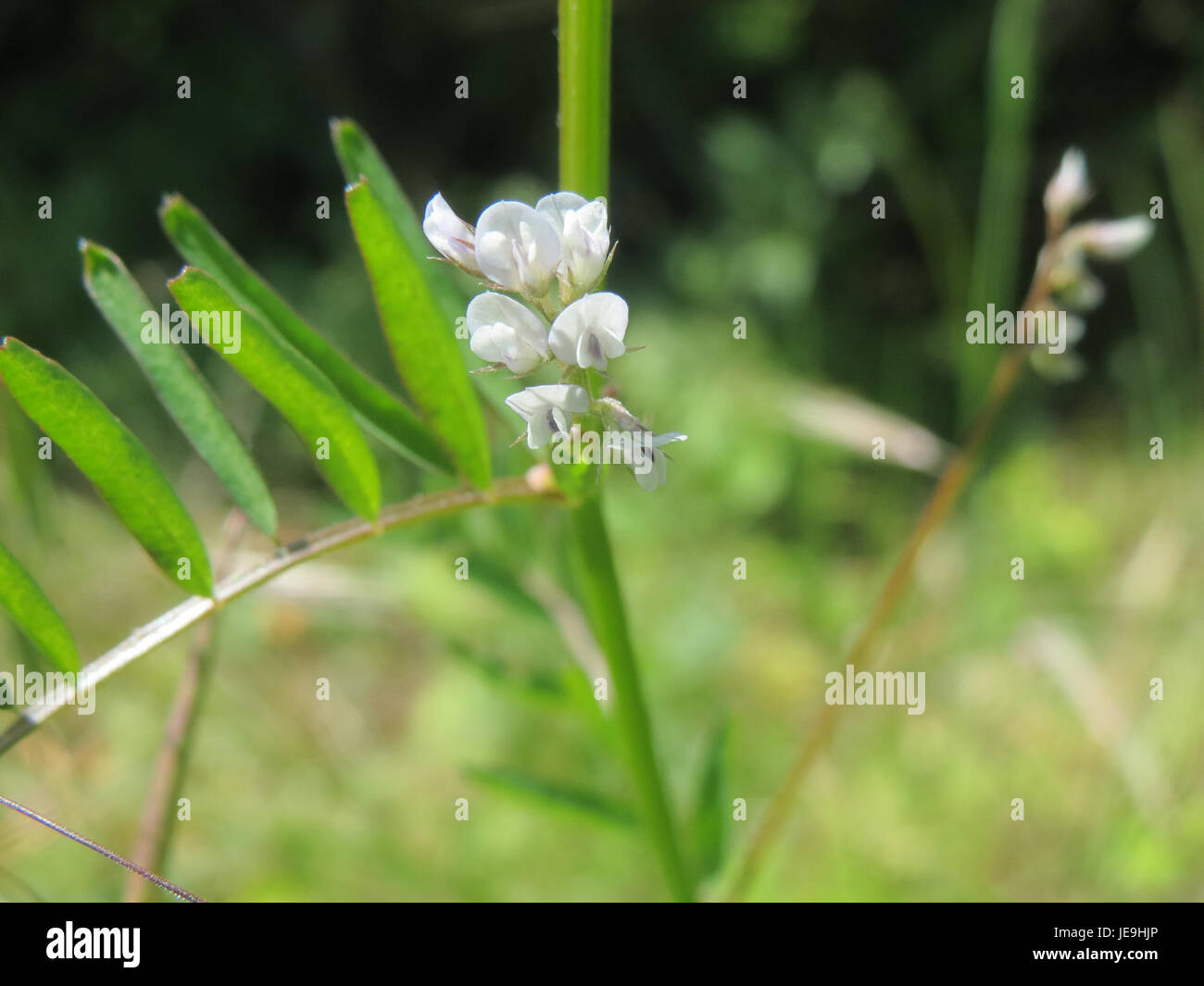 Vicia is a genus of plants that includes species like vetch, commonly ...
