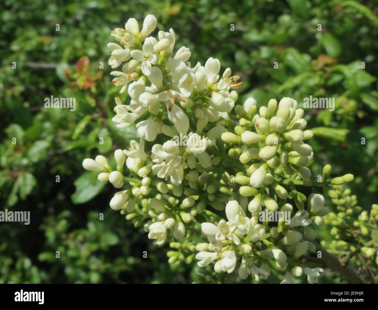 Ligustrum vulgare, commonly known as common privet, is a deciduous ...