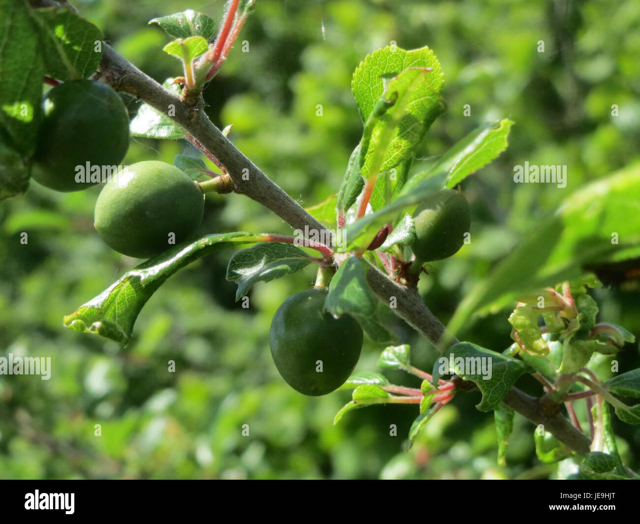 Blackthorn prunus spinosa shrub hi-res stock photography and images - Alamy