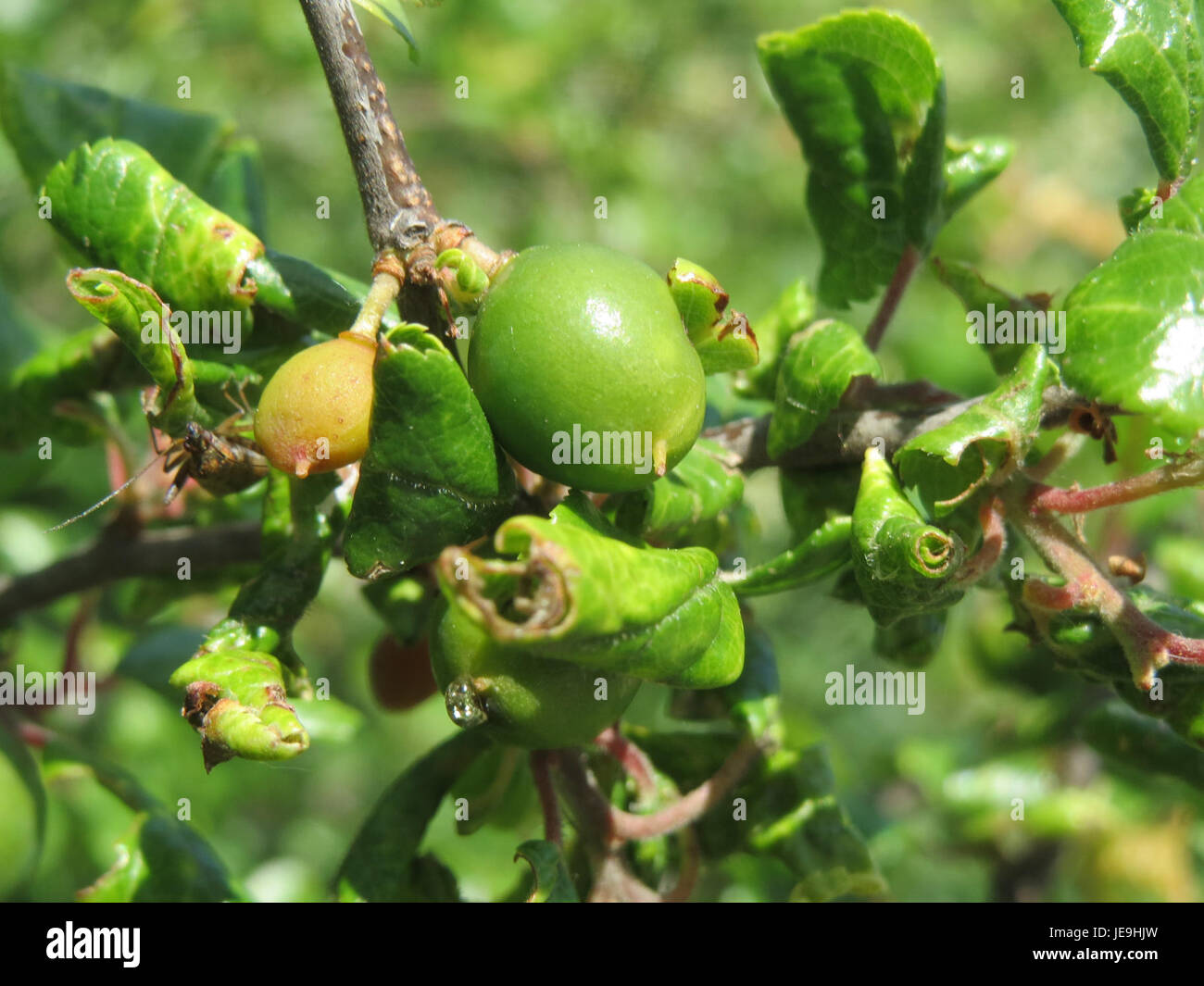Prunus spinosa, commonly known as sloe, is a deciduous shrub native to ...