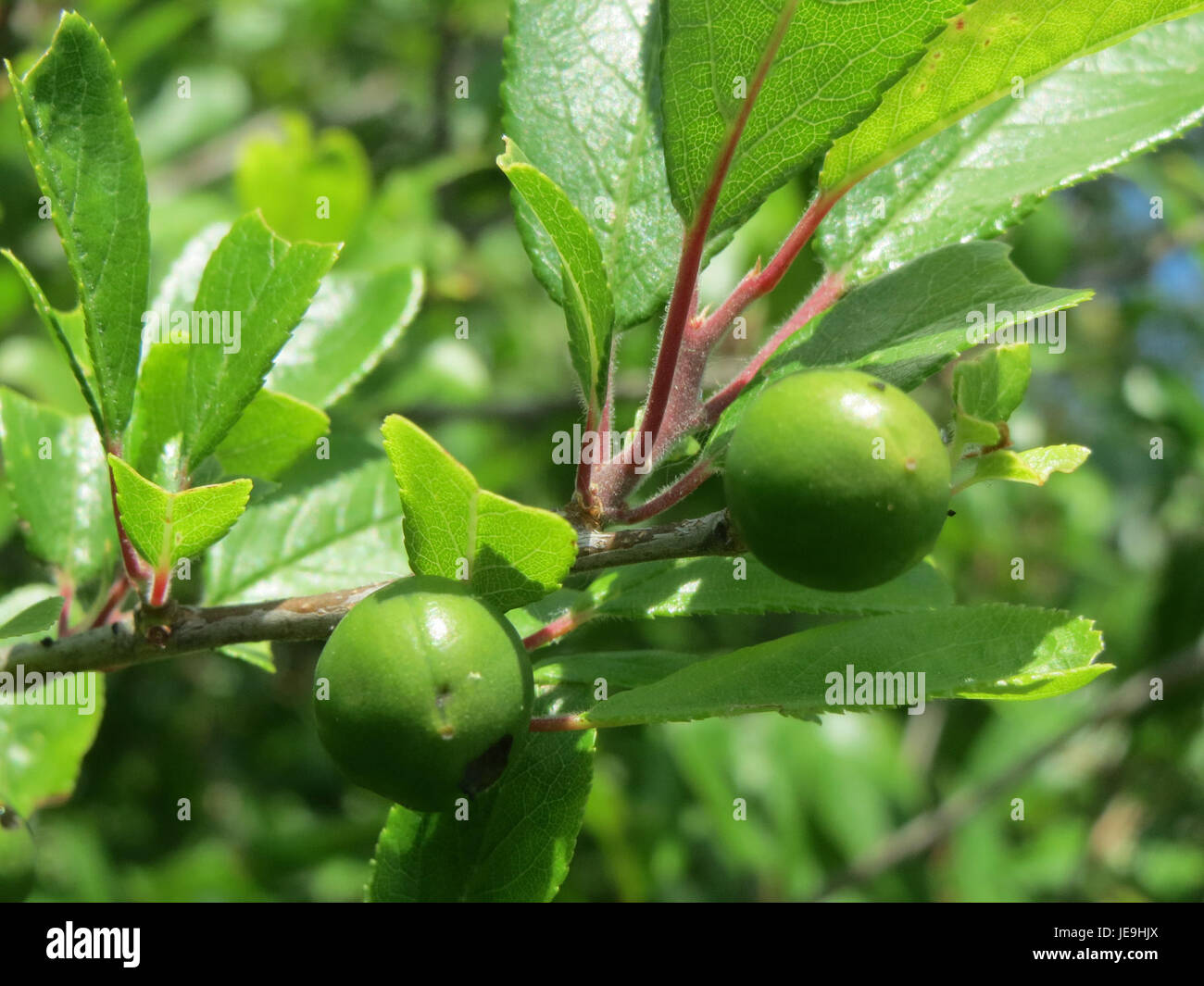 The *Prunus spinosa*, also known as blackthorn or sloe, is a shrub that ...