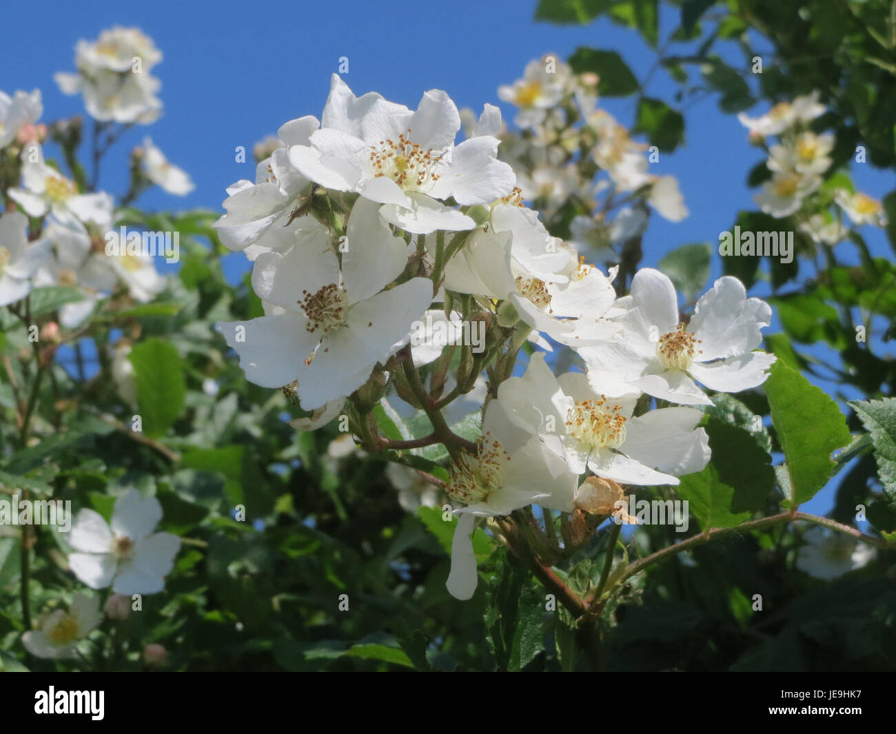 'Rosa multiflora' refers to a species of wild rose, known for its ...