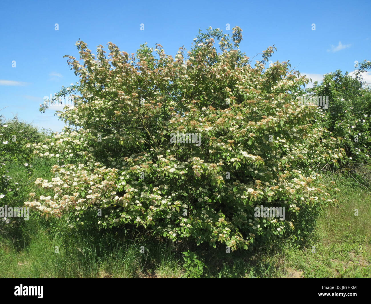 Cornus sanguinea, commonly known as the dogwood, is a deciduous shrub ...