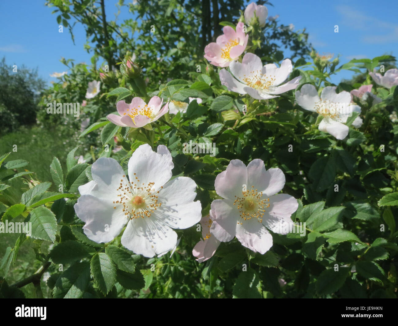 Rosa canina, commonly known as the dog rose, is a species of wild rose ...