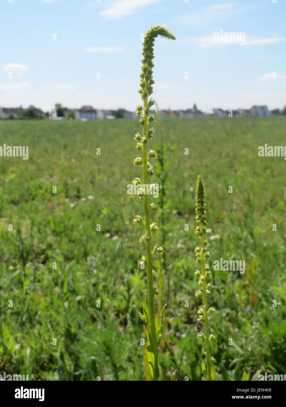 Reseda luteola, also known as wild mignonette, is a plant species ...