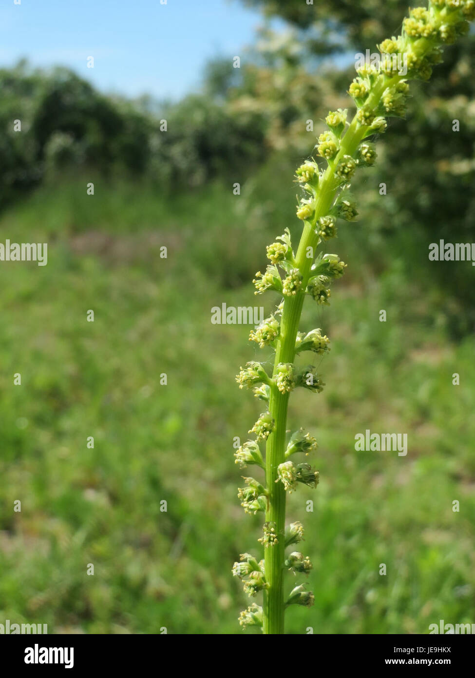 Various reseda species hi-res stock photography and images - Alamy