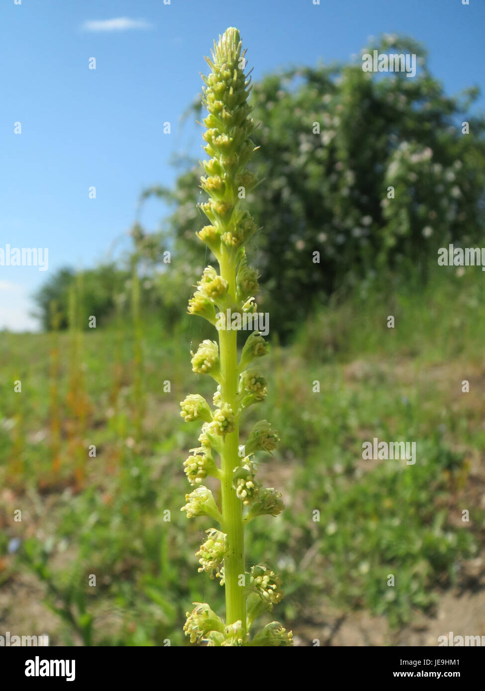 A photograph of Reseda luteola, commonly known as weld, taken on May 17 ...
