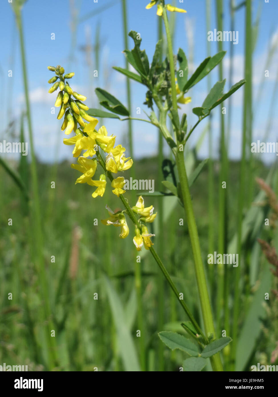 Known as yellow sweet clover hi-res stock photography and images - Alamy