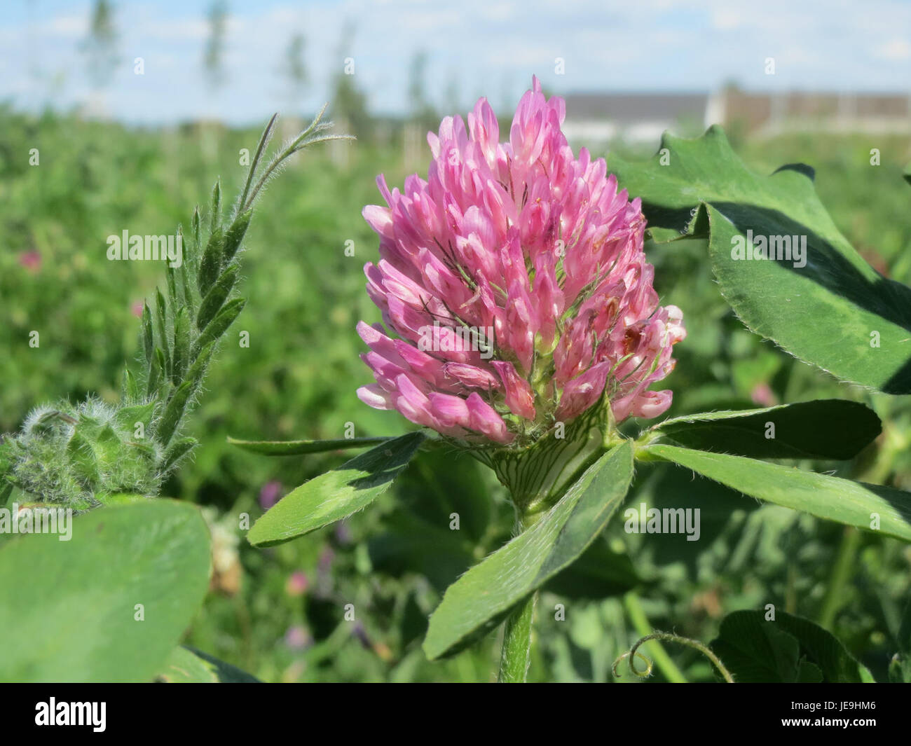 Trifolium pratense known red hi-res stock photography and images - Alamy