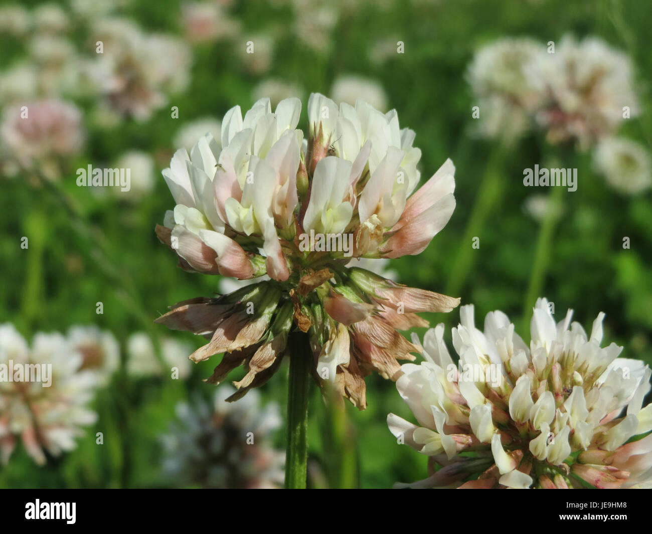 Three lobed leaves hi-res stock photography and images - Alamy