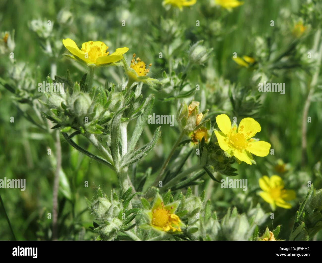 Potentilla plant showcases hi-res stock photography and images - Alamy