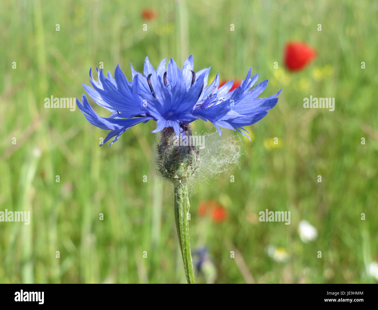 Centaurea cyanus, commonly known as cornflower, is a flowering plant ...