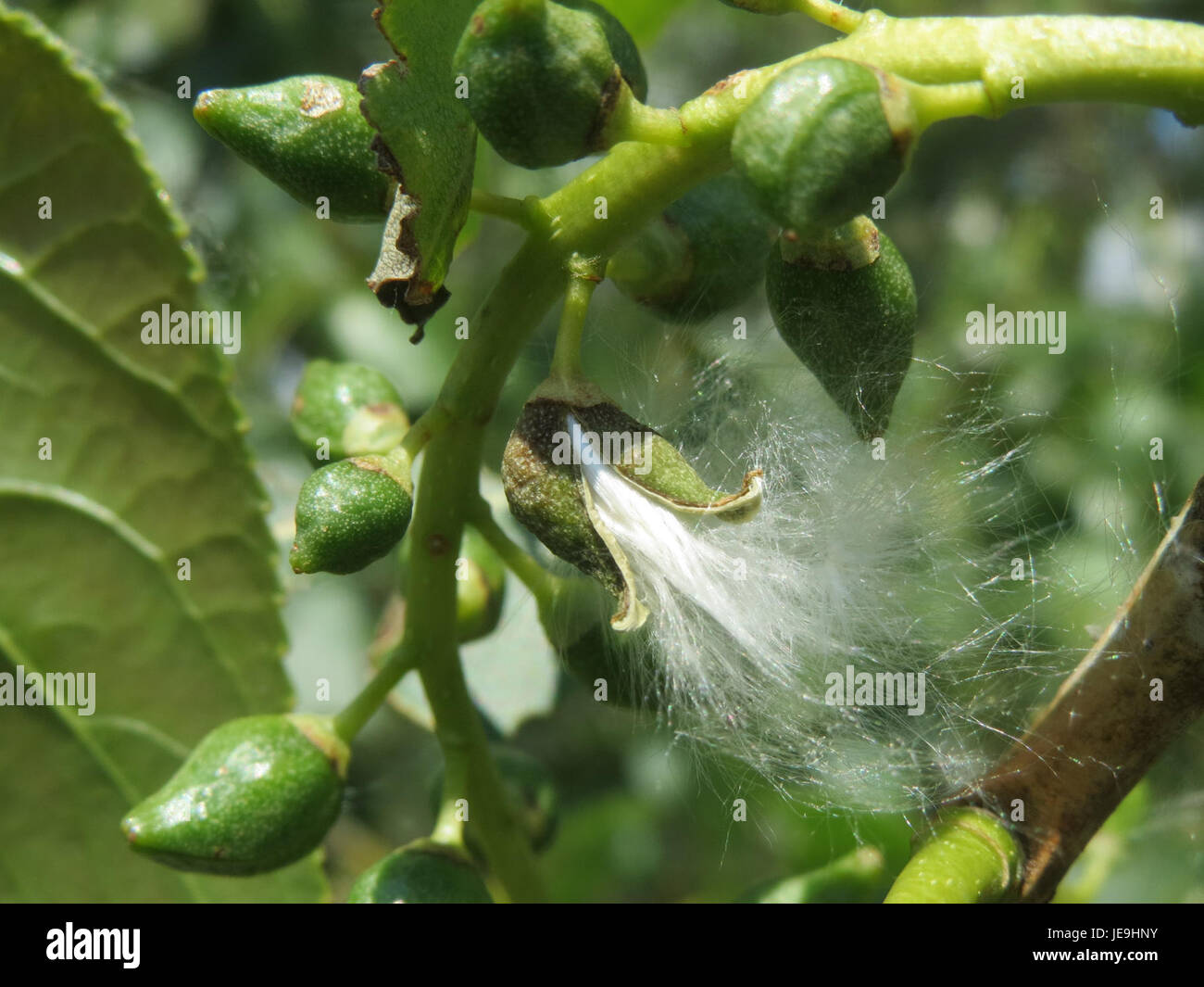 The Pappel tree, also known as poplar, found in Hockenheim, is known ...