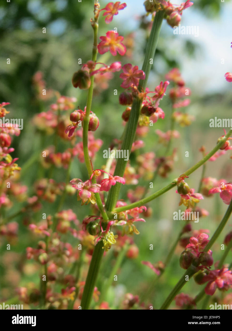 Rumex acetosa, commonly known as sorrel, is a perennial herb native to ...