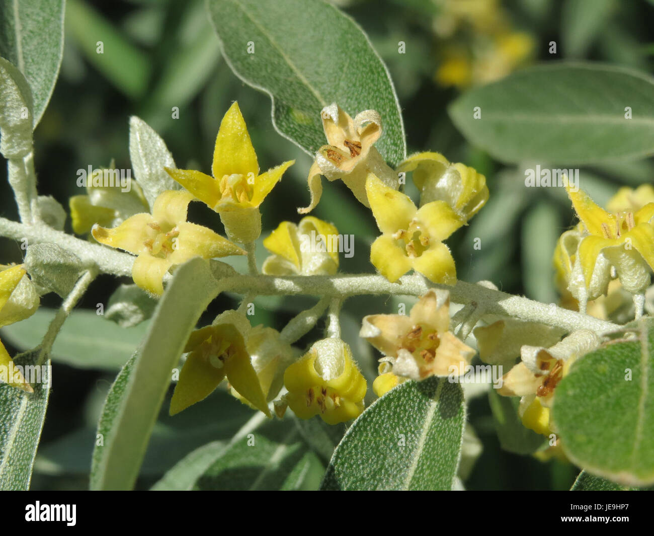 Elaeagnus angustifolia russian olive hi-res stock photography and ...
