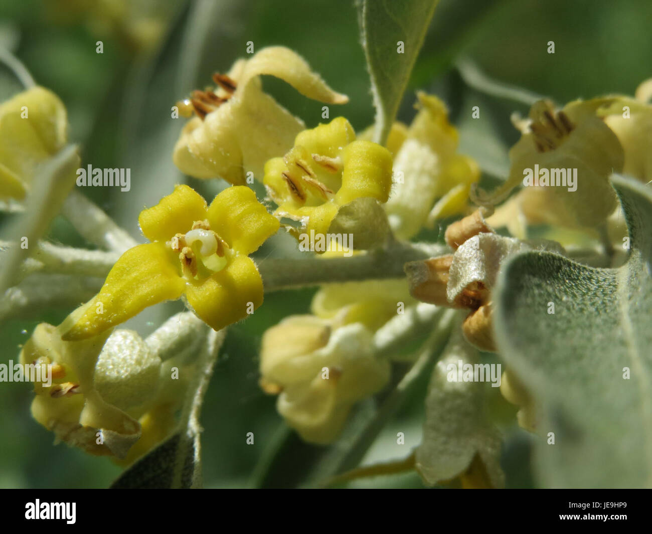 Russian olive elaeagnus angustifolia hi-res stock photography and ...