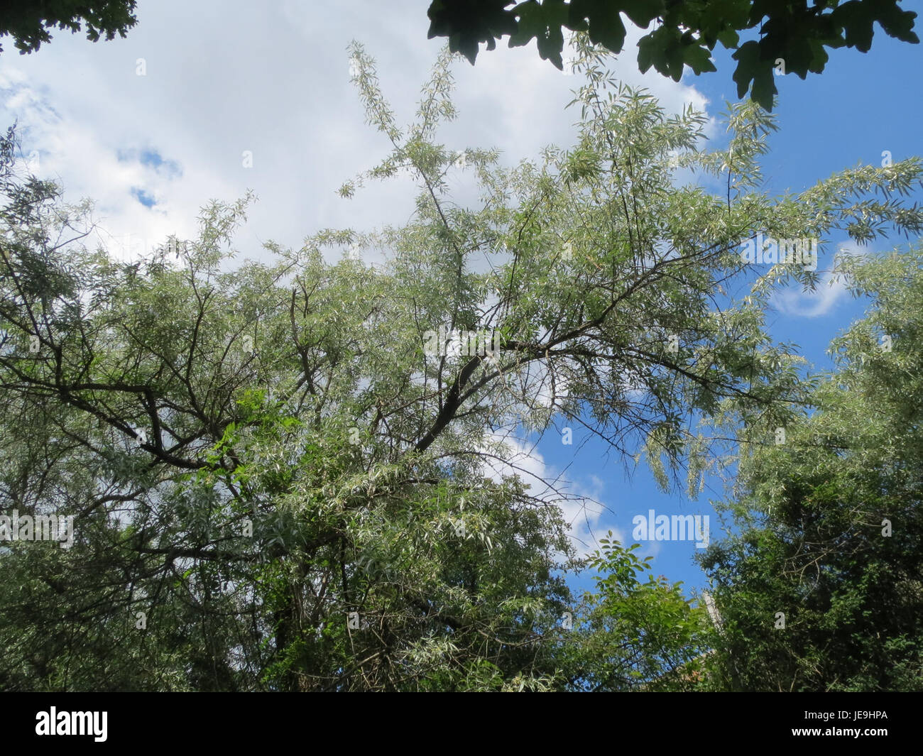 Elaeagnus angustifolia russian olive hi-res stock photography and ...
