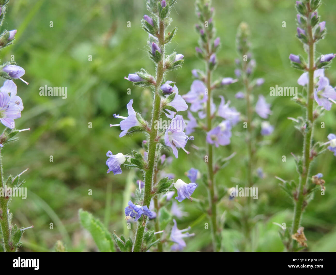 Speedwell identification hi-res stock photography and images - Alamy