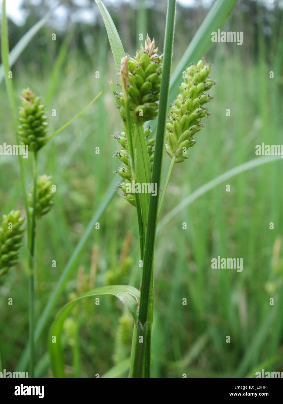 Carex pallescens, also known as pale sedge, is a species of sedge found ...