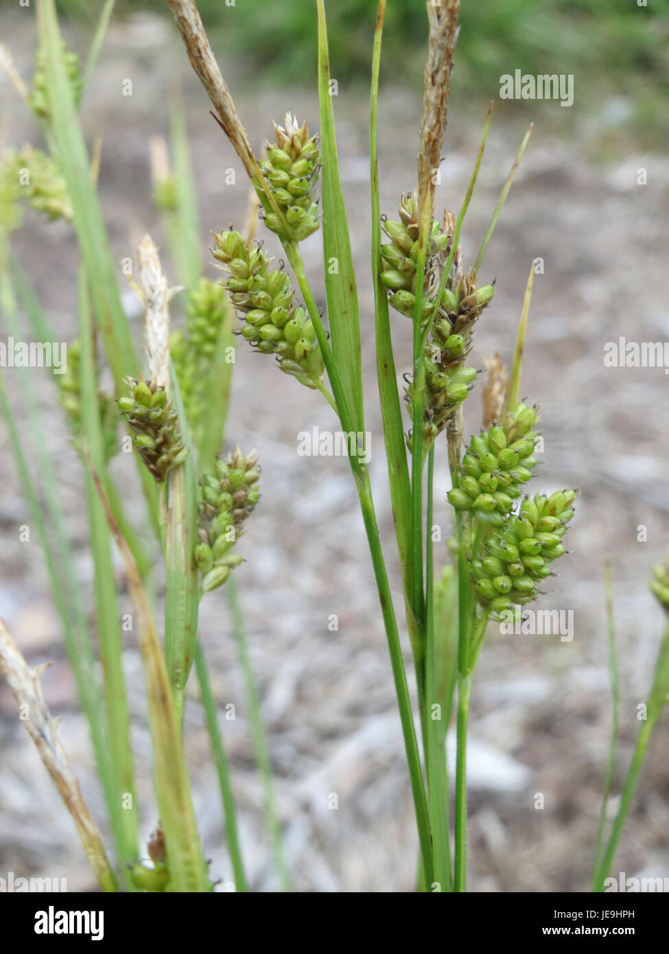 Moist alpine habitats hi-res stock photography and images - Alamy