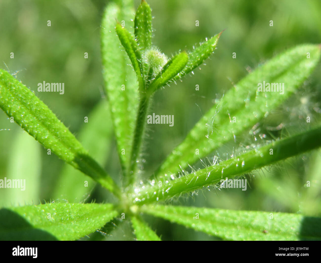 Cleavers plant hi-res stock photography and images - Alamy