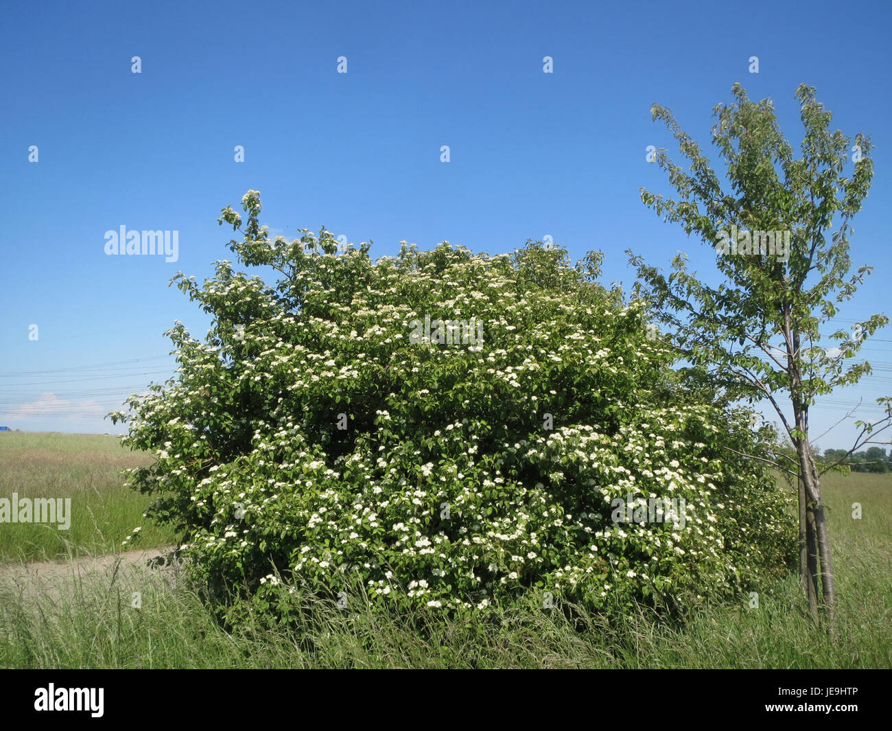 Cornus sanguinea, also known as the bloodtwig dogwood, is a shrub with ...