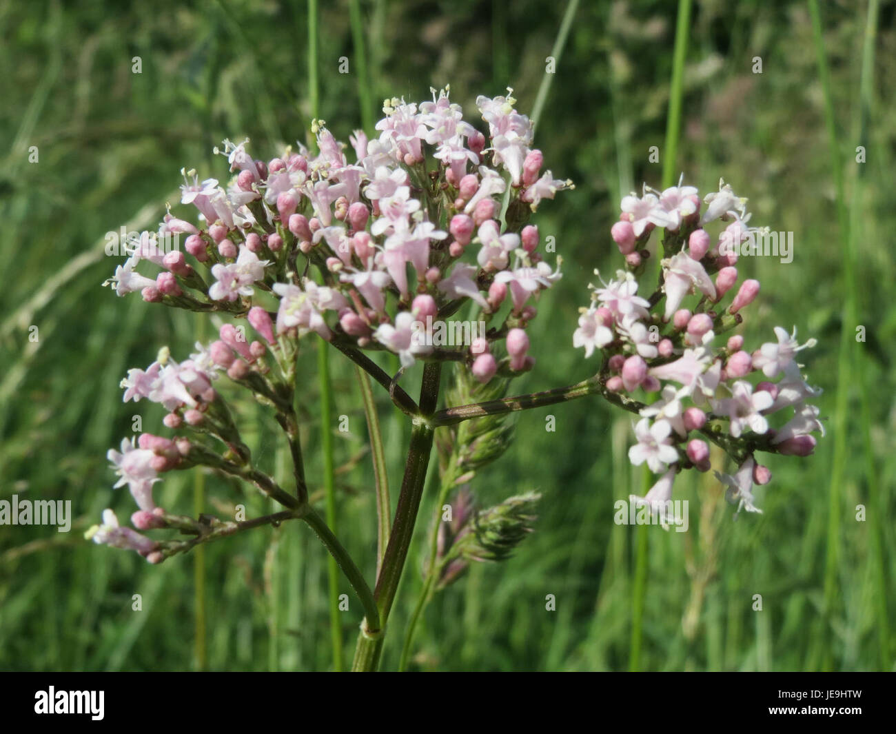 Valeriana officinalis, commonly known as valerian, is a flowering plant ...