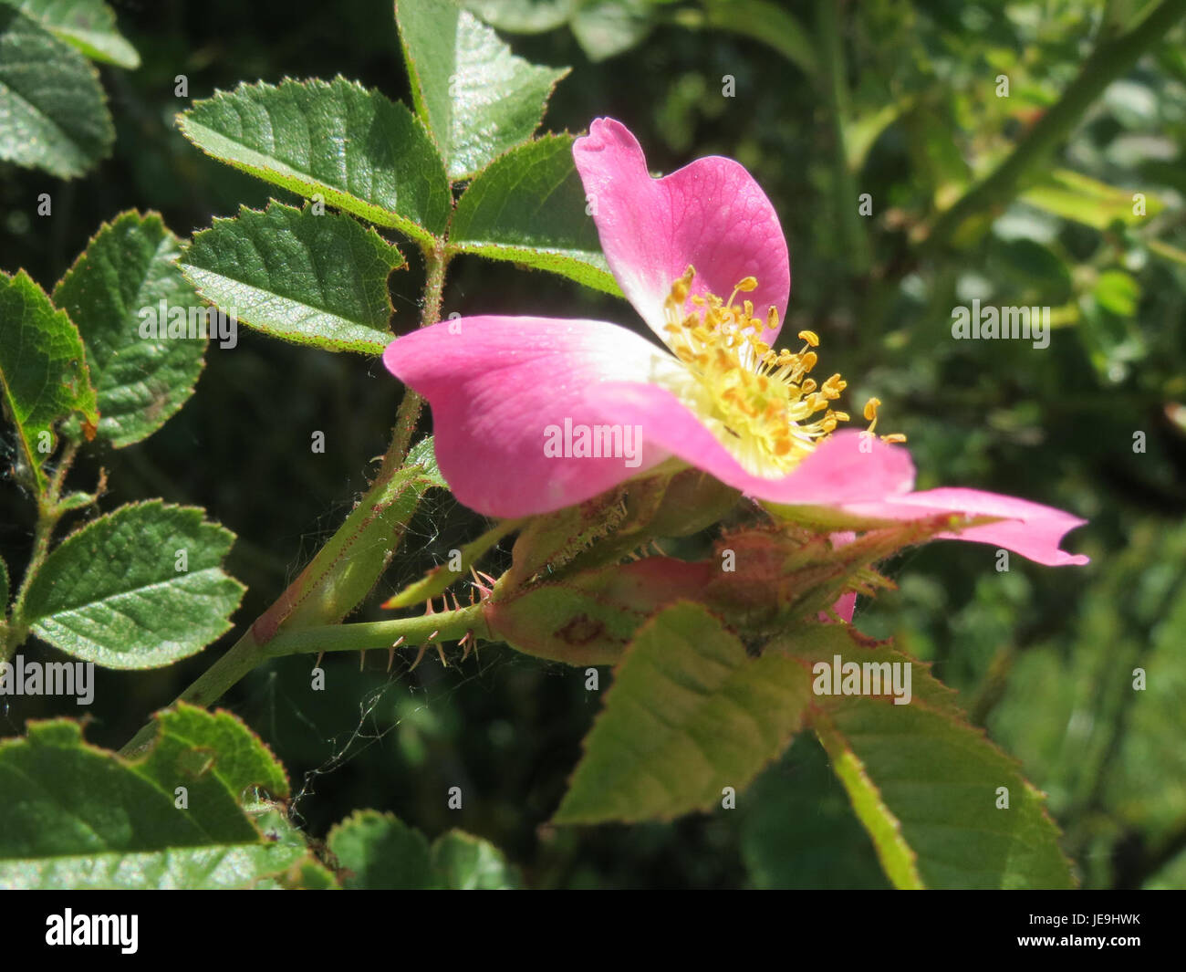 Sweet briar rose hedge hi-res stock photography and images - Alamy