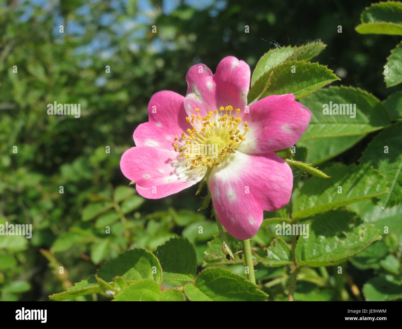 A photograph of Rosa rubiginosa, commonly known as the sweet briar rose ...