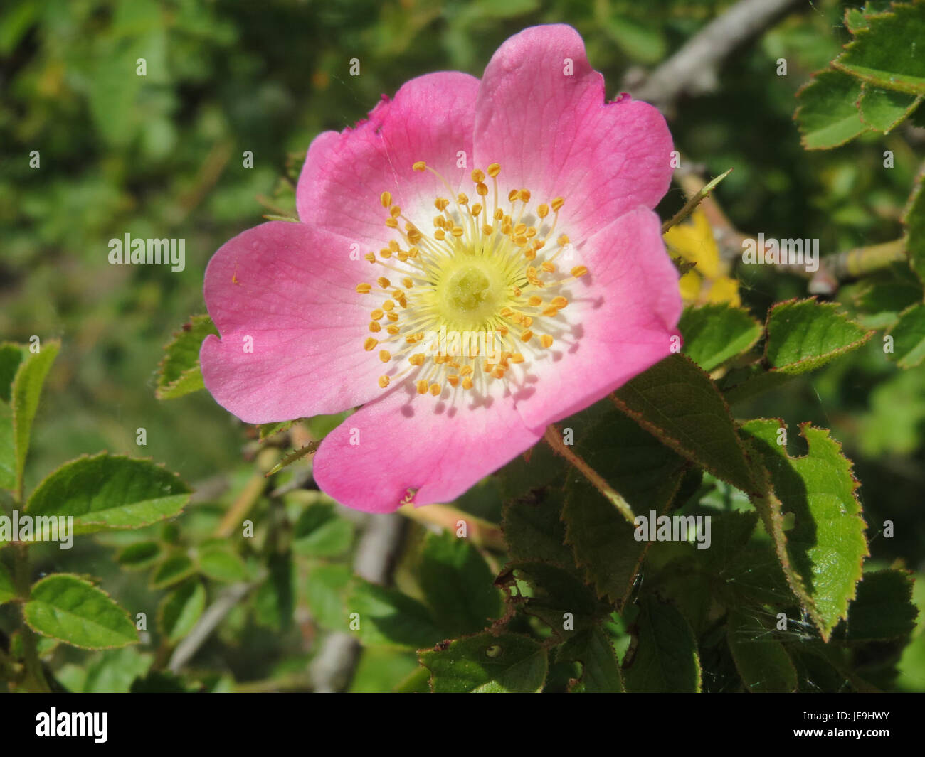 A photograph of Rosa rubiginosa, commonly known as the sweet briar rose ...