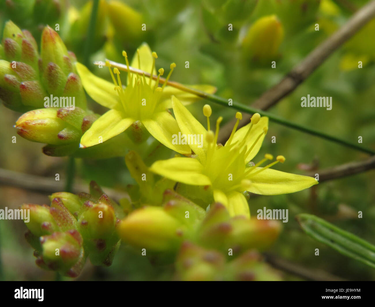 Common stonecrop sedum acre hi-res stock photography and images - Alamy