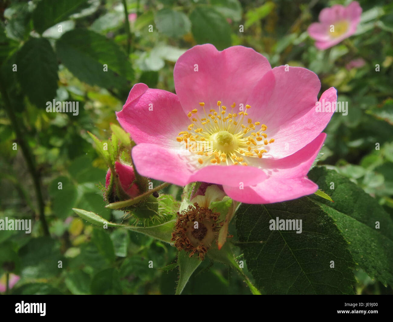 A photo of the Rosa rubiginosa, commonly known as the sweet briar rose ...