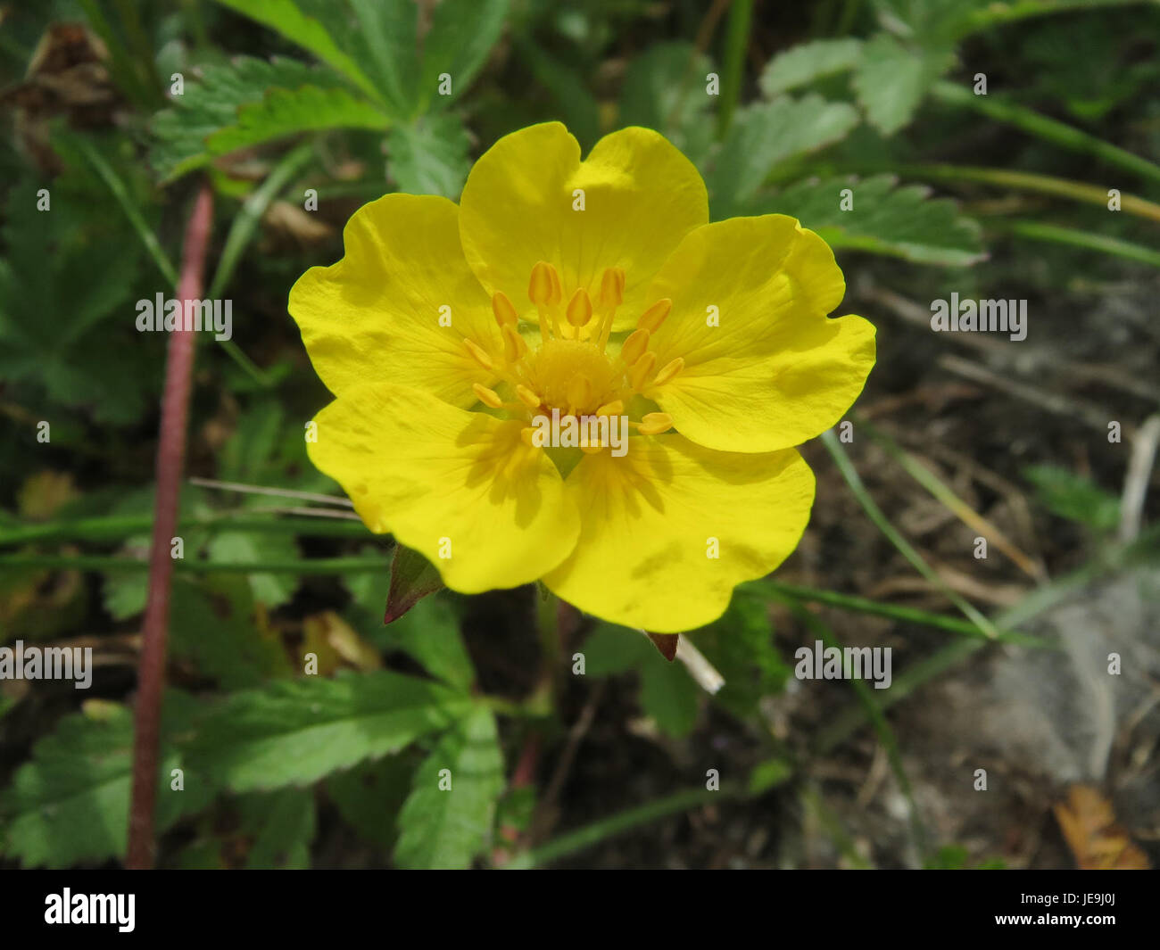 Known as the creeping cinquefoil hi-res stock photography and images ...
