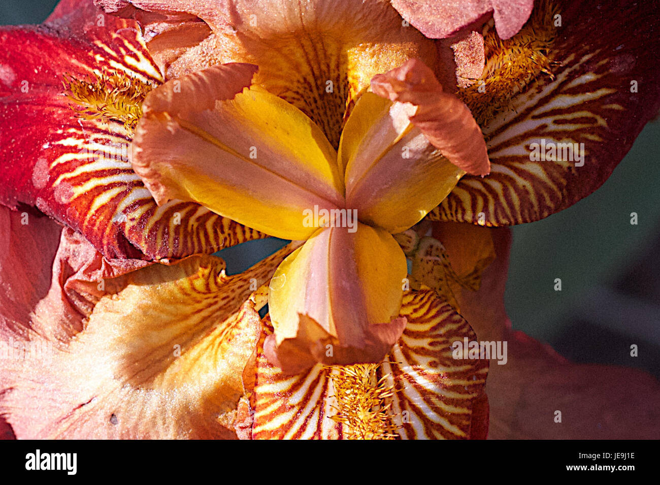 A bee’s eye view captures the intricate details of flowers as seen by a ...