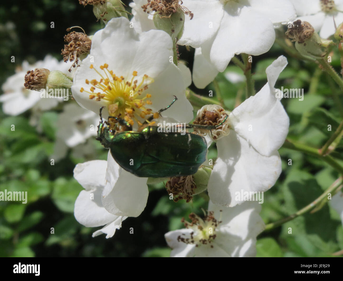 Rosa multiflora, or multiflora rose, is a fast-growing, invasive shrub ...