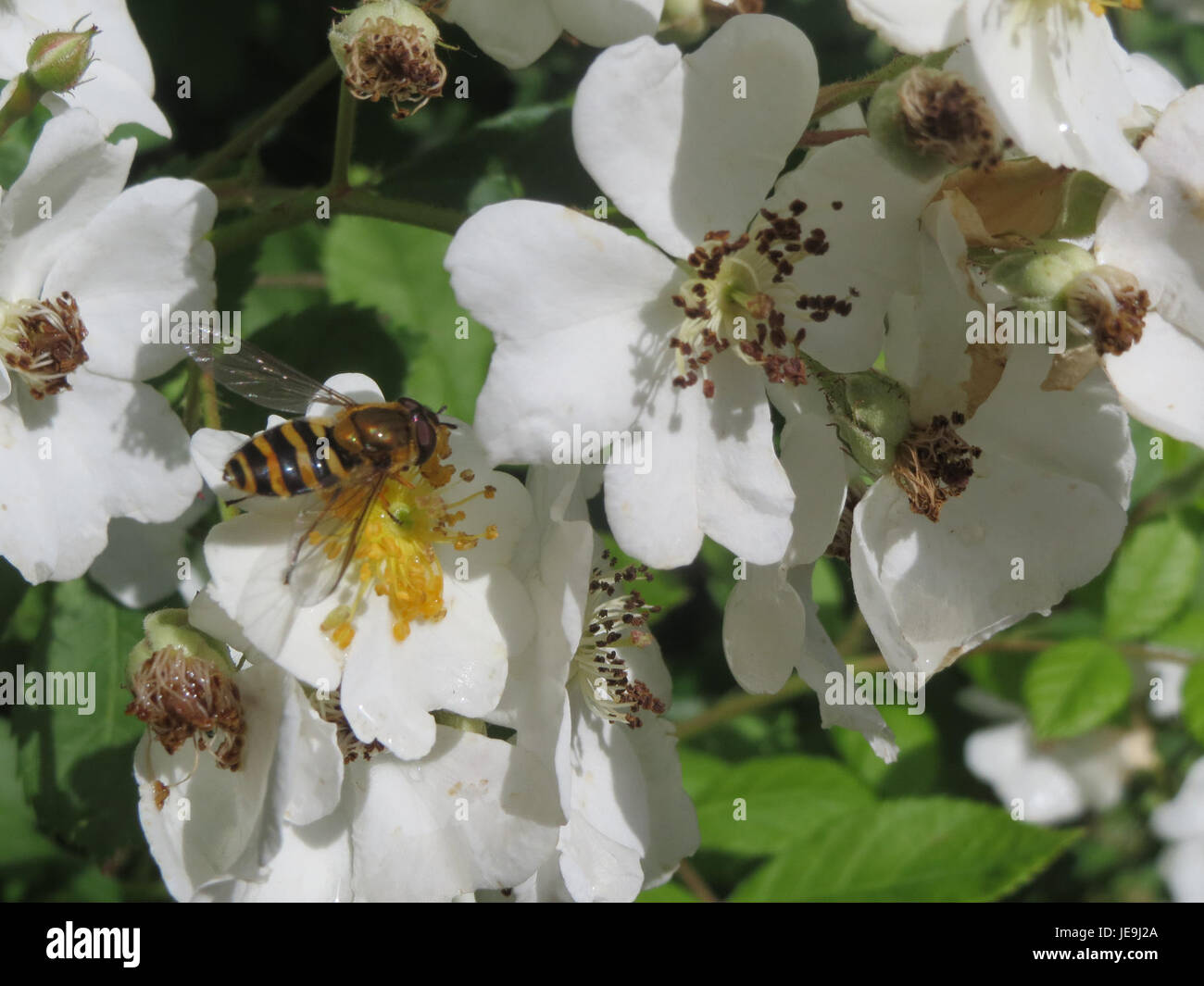 Rosa multiflora, commonly known as multiflora rose, is a species of ...