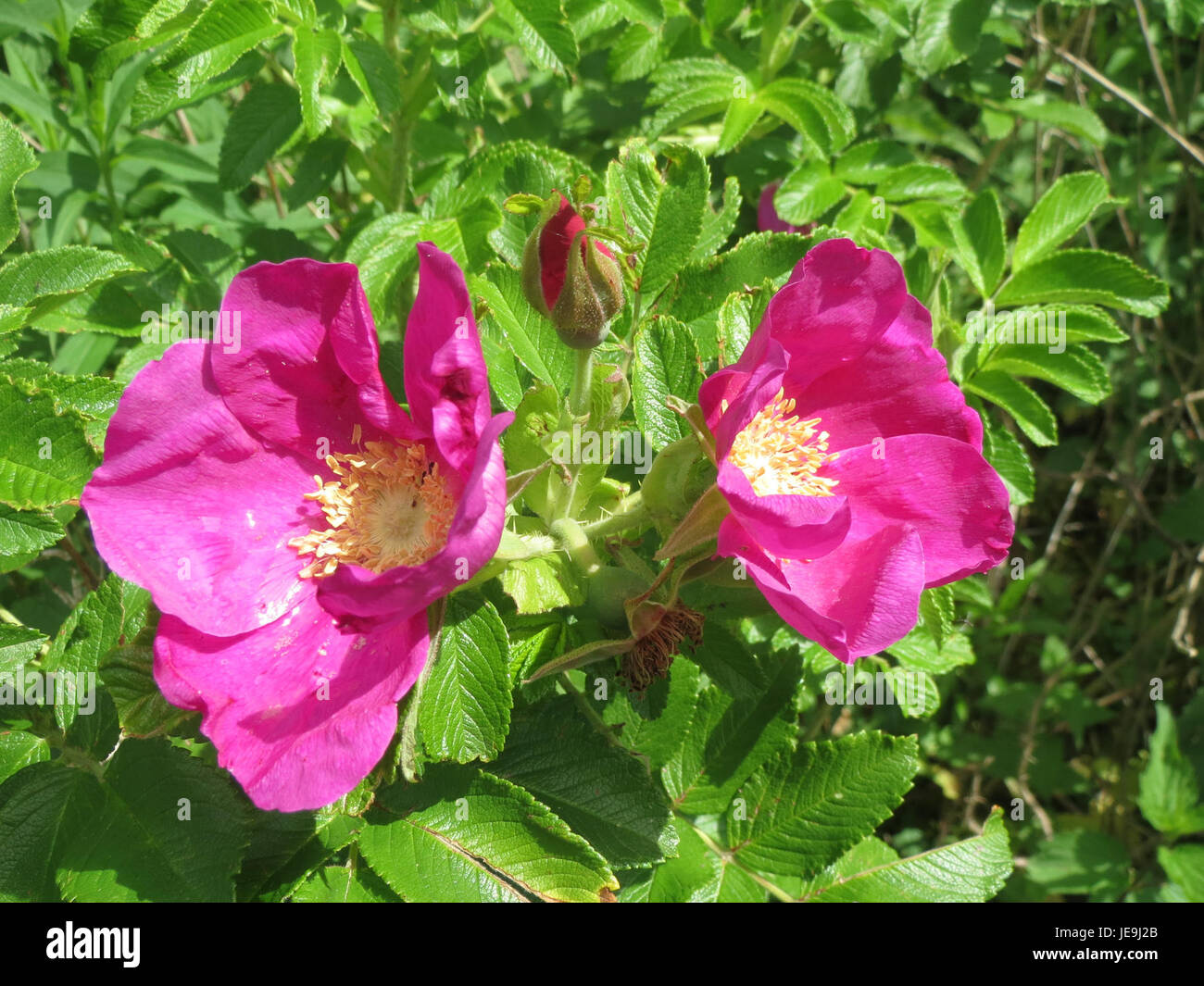 A photograph of Rosa rugosa, a species of wild rose, taken on May 23 ...