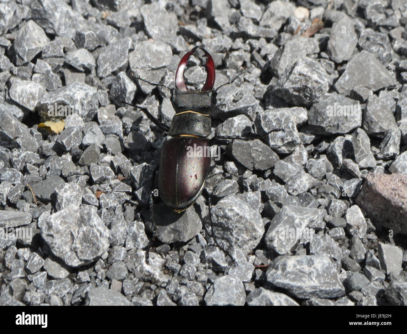 Antler morphology hi-res stock photography and images - Alamy