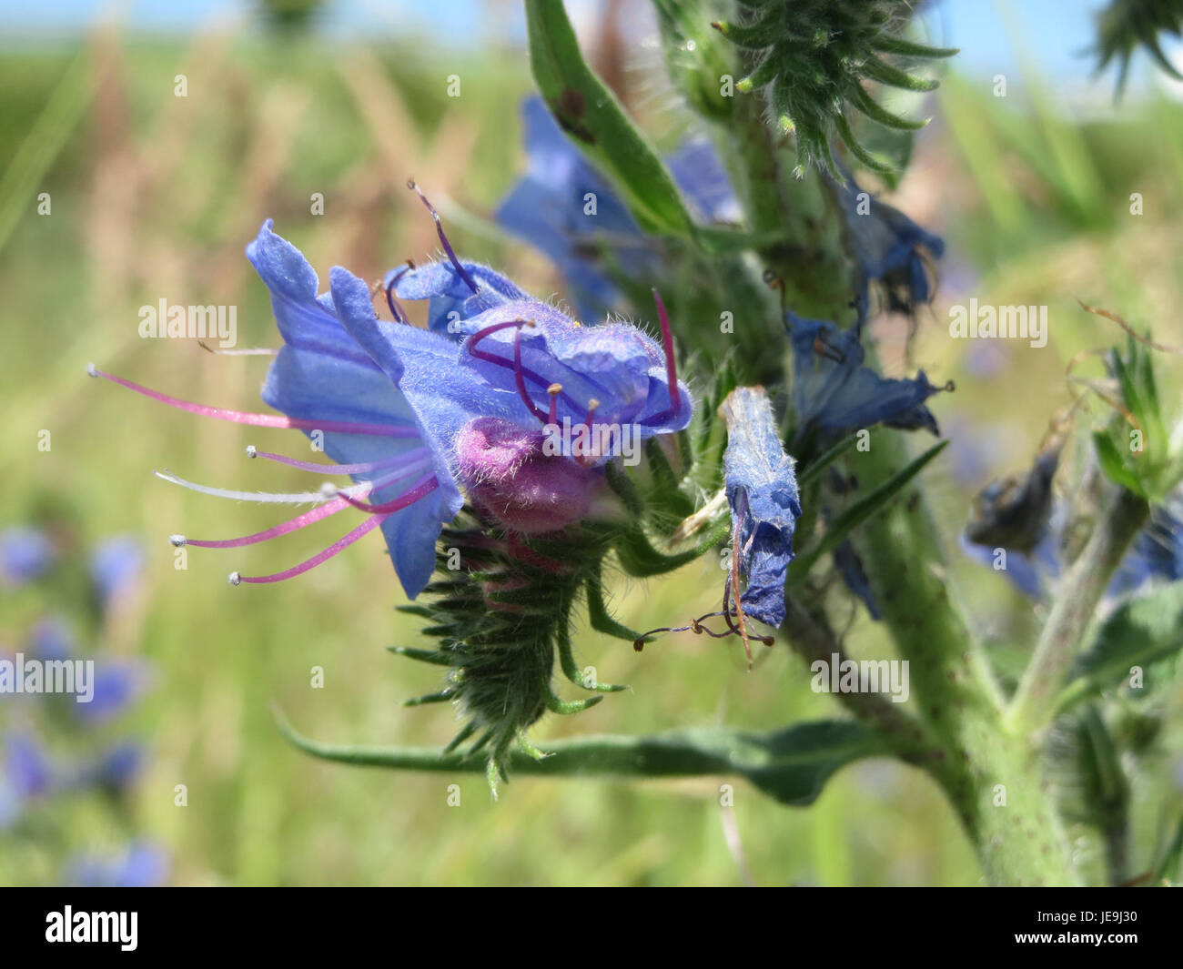 Echium vulgare, commonly known as viper’s bugloss, is a flowering plant ...