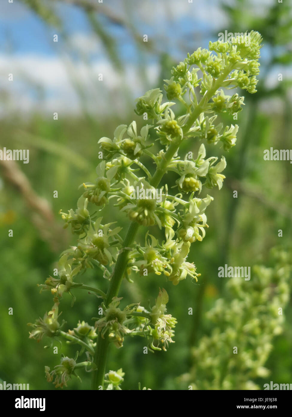 Mignonette flowering plant hi-res stock photography and images - Alamy
