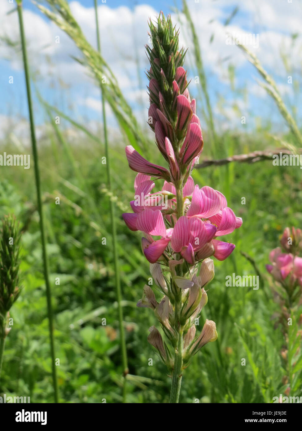 Onobrychis viciifolia, commonly known as sainfoin, is a leguminous ...