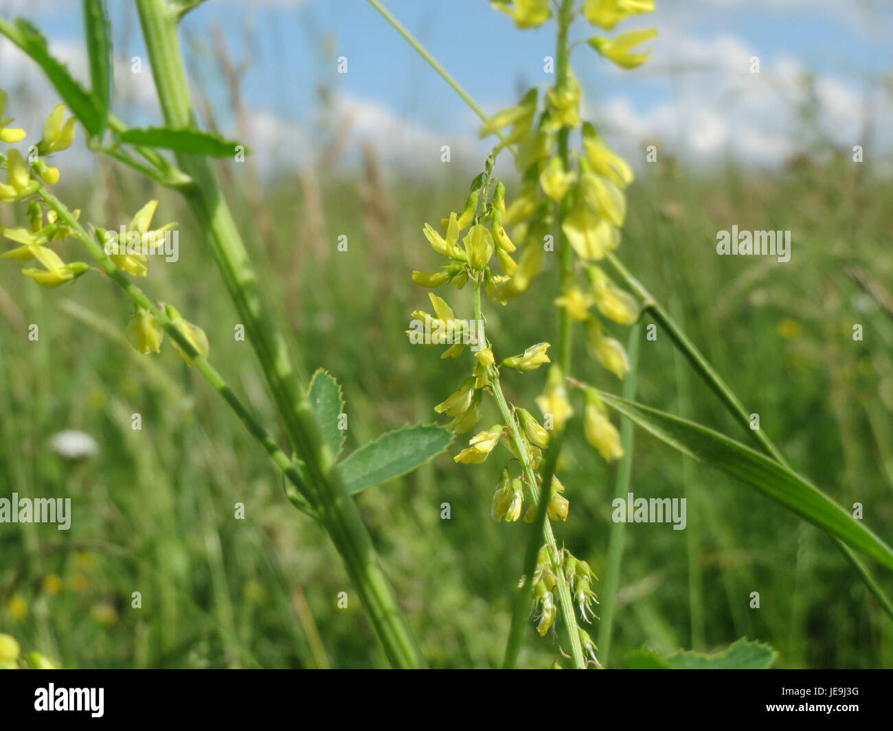 A photograph of Melilotus officinalis, also known as yellow sweet ...