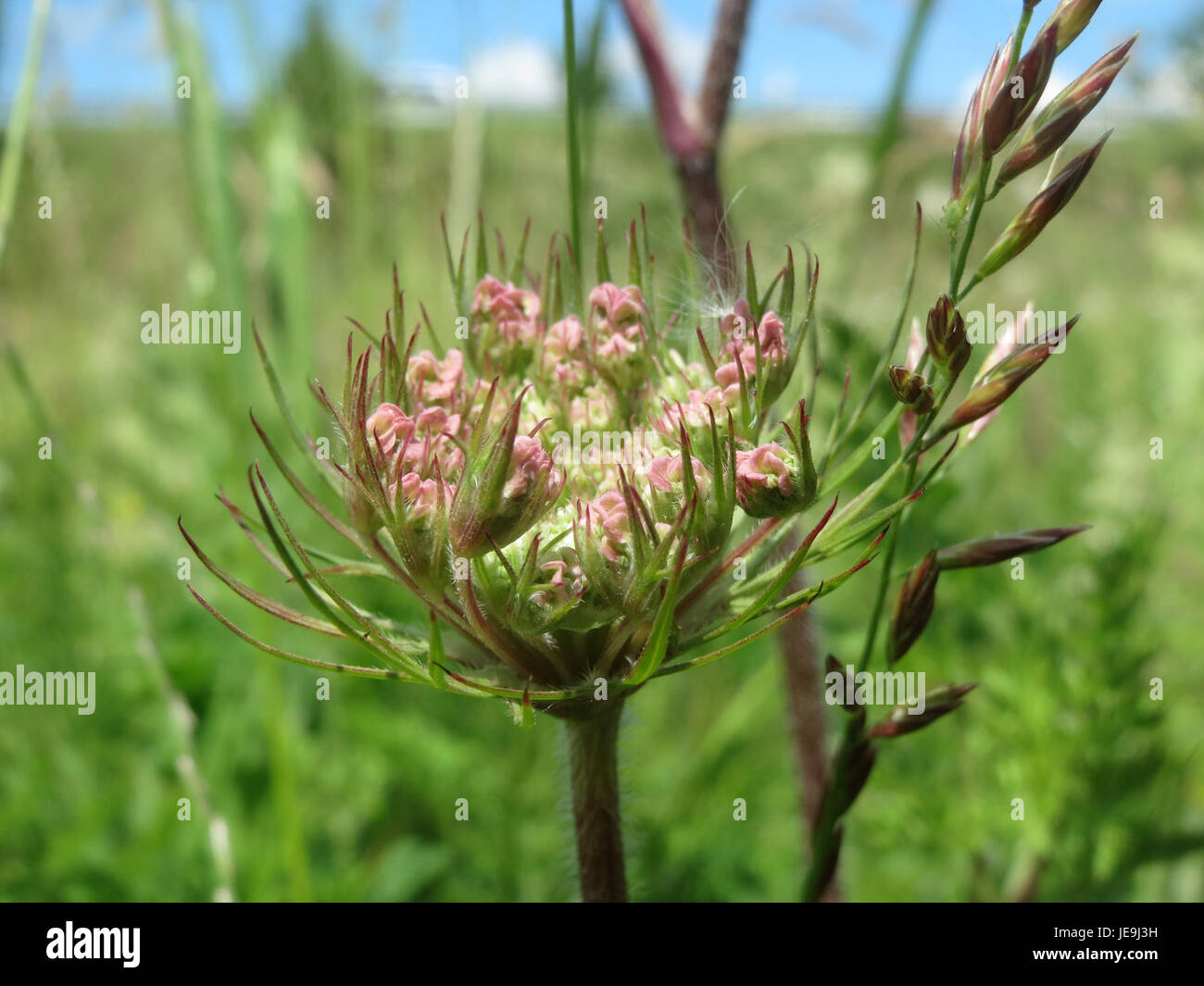 Distinctive white flower hi-res stock photography and images - Alamy