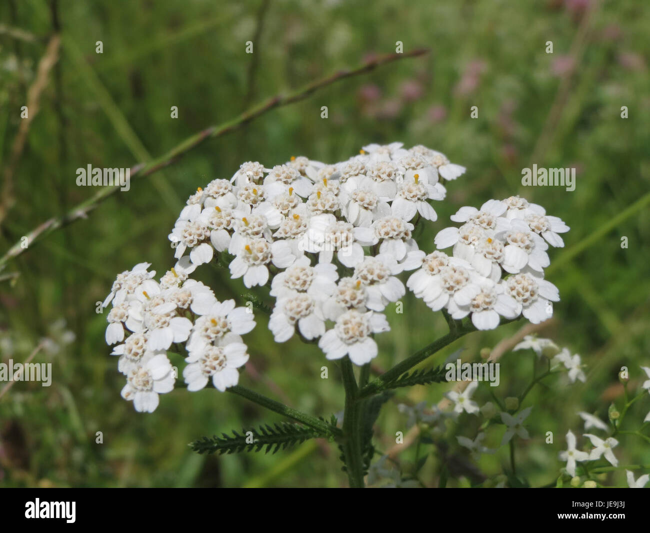 Achillea millefolium, commonly known as yarrow, is a herbaceous plant ...