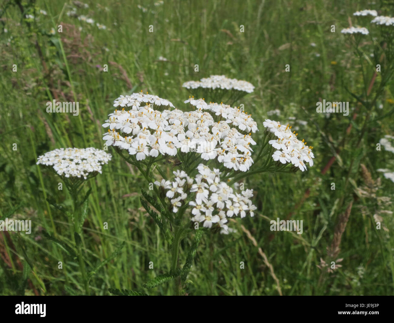 This image shows Achillea millefolium, commonly known as yarrow, a ...