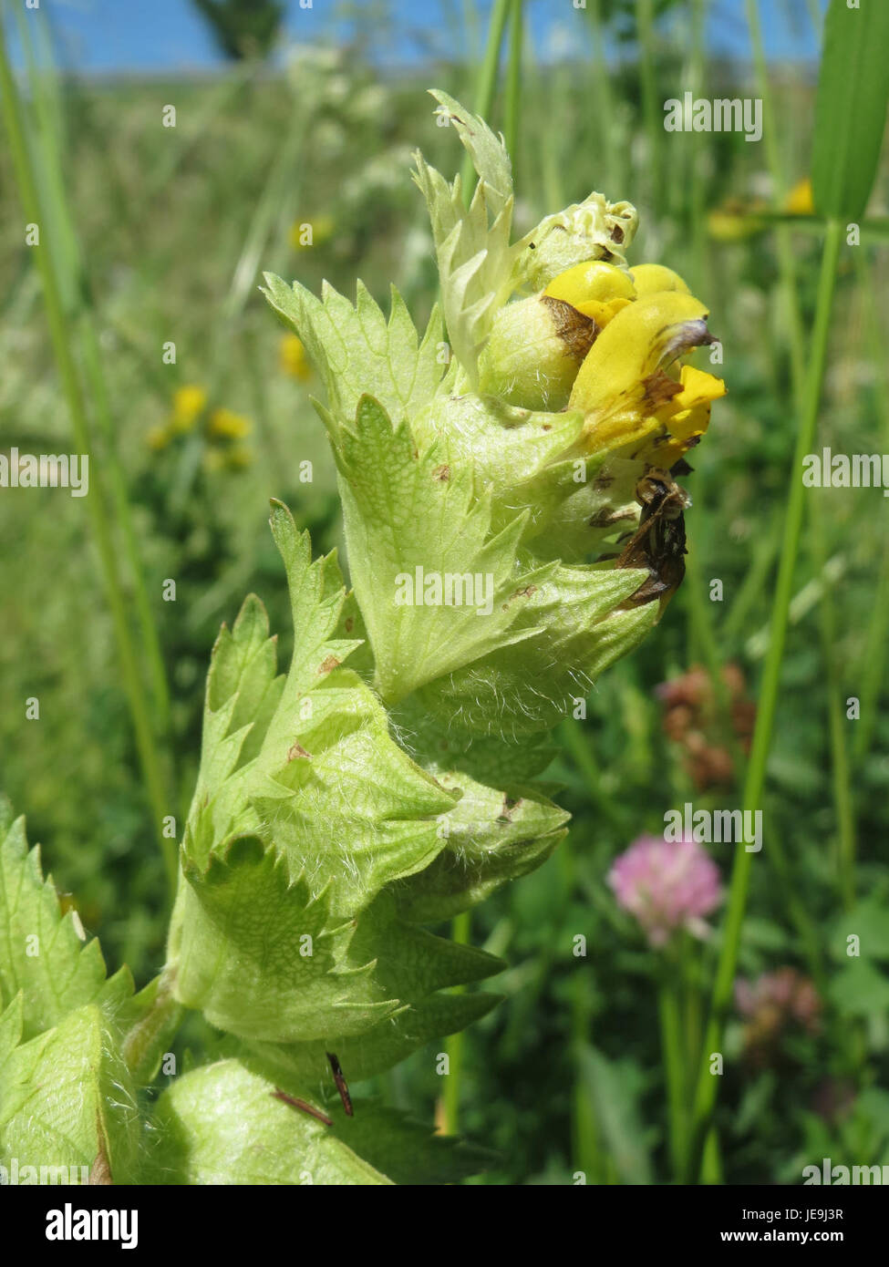 Regulating ecosystem services hi-res stock photography and images - Alamy