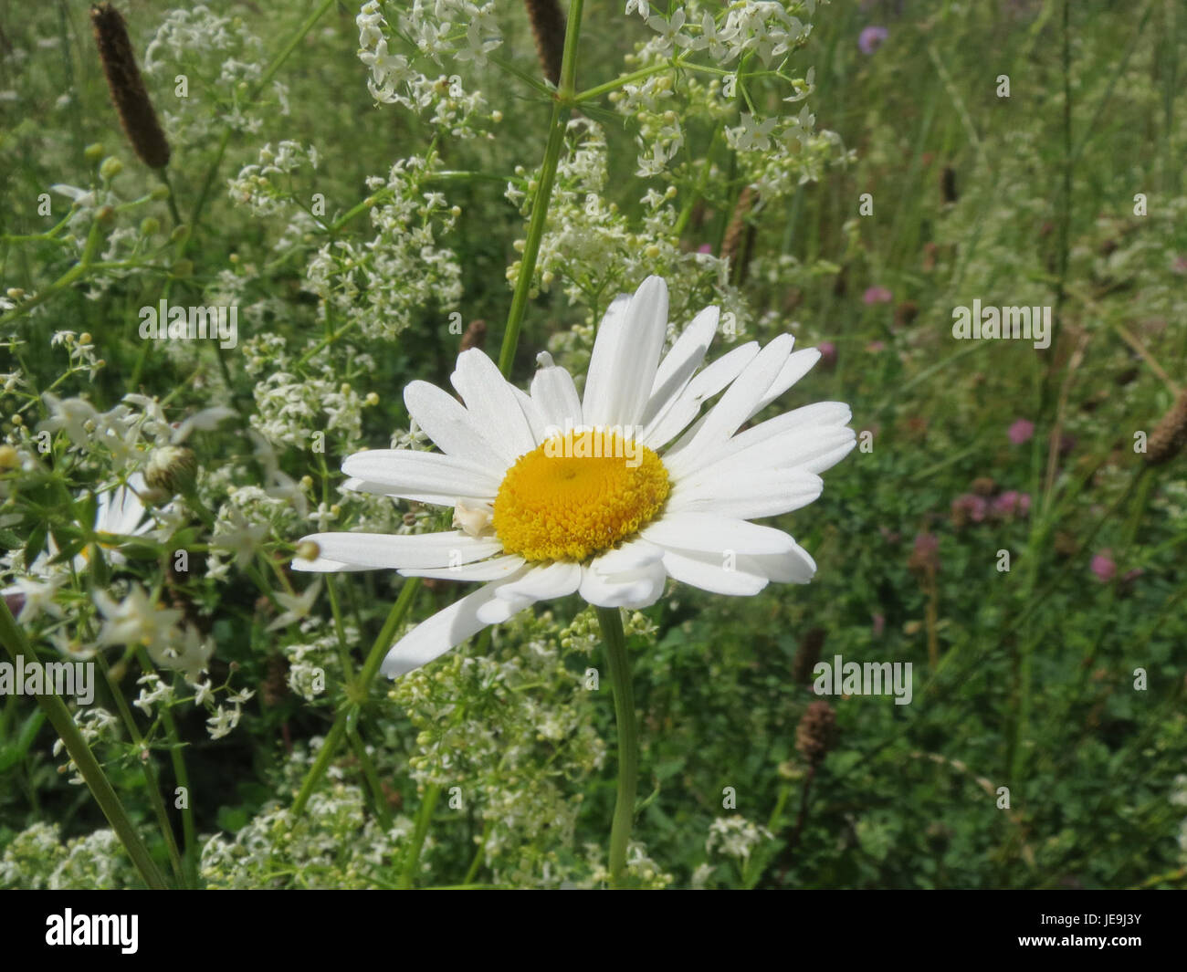 Leucanthemum vulgare, commonly known as the ox-eye daisy, is a ...